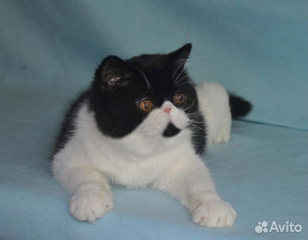 Черно-белая Экзоточка