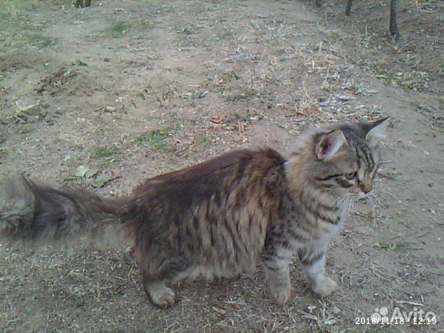 Кошечка