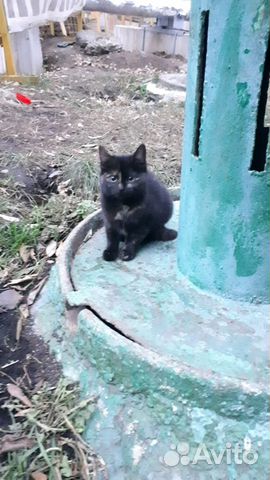 Черепаховая котенок девочка