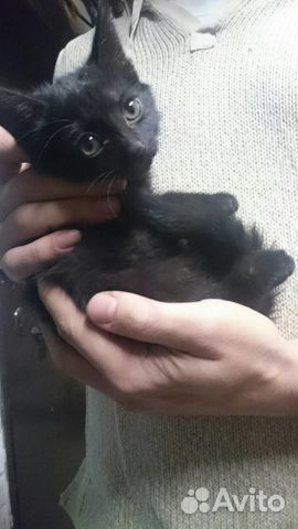 Котята чёрные 1,5 месяца