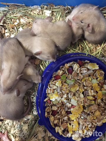 Крысята Дамбо сиамские