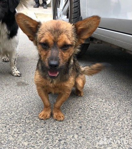 Ищет дом мелкий печтк Микки