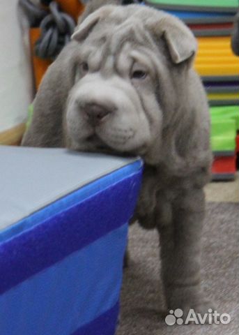 Щенки из питомника олеашж жалексе