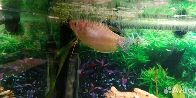 Молодь Гурами золотого