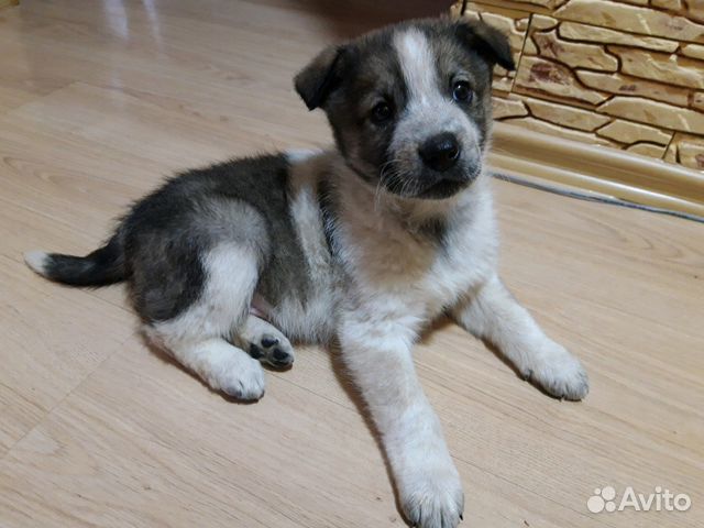 Щенок ищет хозяина