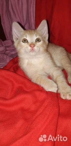 Рыжий котёнок- мальчик в дар 2 мес