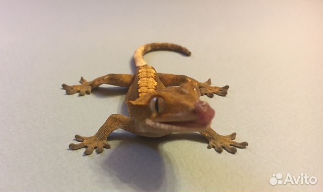 Реснитчатый геккон бананоед