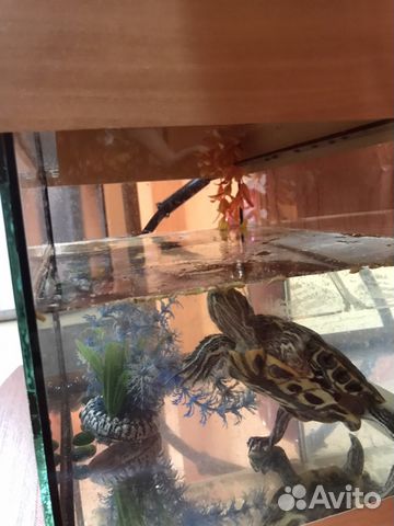 Аквариум с черепахой