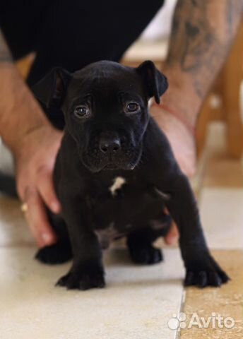 Щенок питбуля кобель