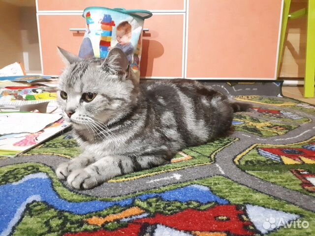 Отдам кошку в добрые руки