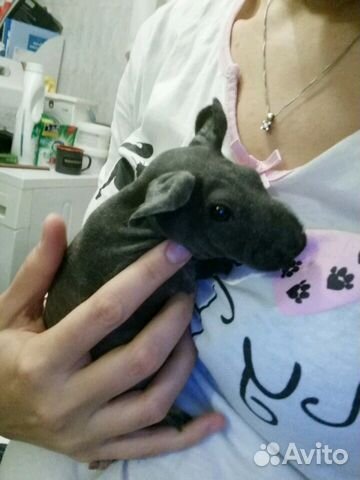 Морские свинки-скинни