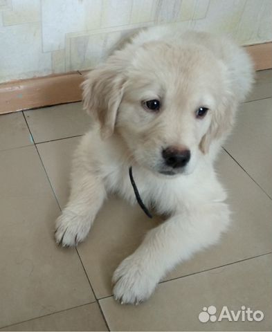 Продам щенка золотистого ретривера