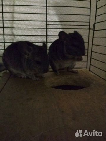 Шиншиллята