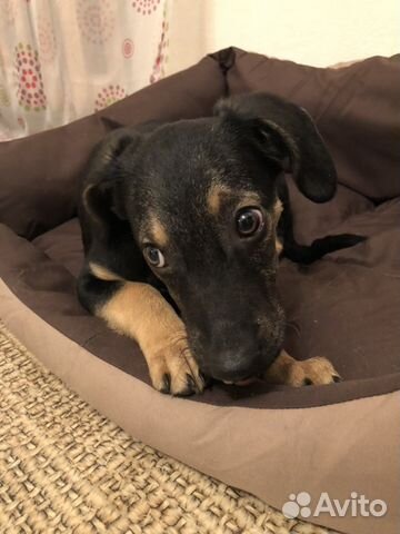 Ушастое чудо