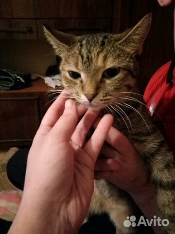 Карамелька ищет дом