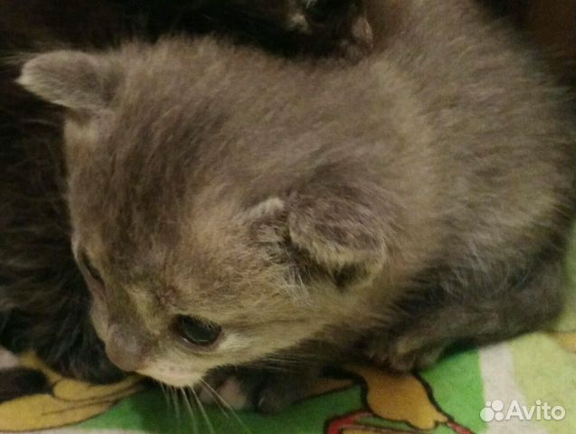 Котейка в хорошие руки