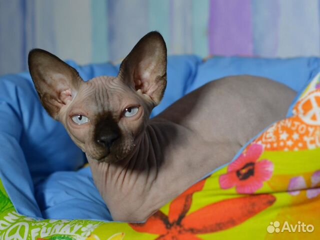 Котик породы Канадский сфинкс