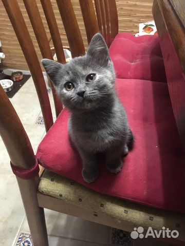 Маленький котёночек ищет дом