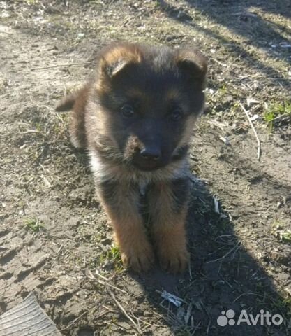 Немецкая овчарка