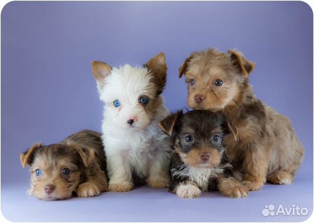 Разноцветные малыши йорки