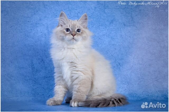 Невские маскарадные котята