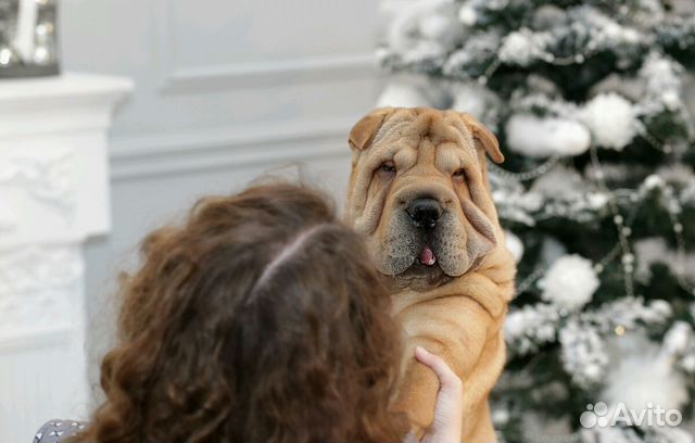 Рыжая принцесса