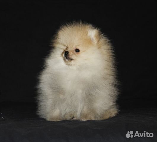 Мини мишки шпицики