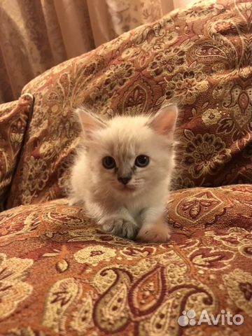 Котёнок-девочка с необыкновенным окрасом ищет хозя