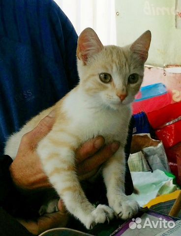 Ищем дом Персику