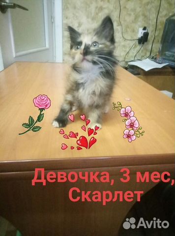 Породистые котята курильского бобтейла