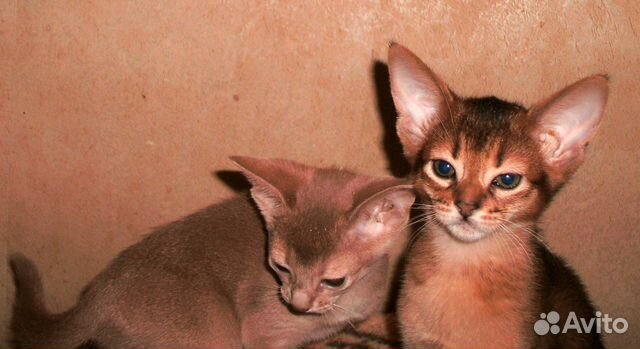 Милые непоседы