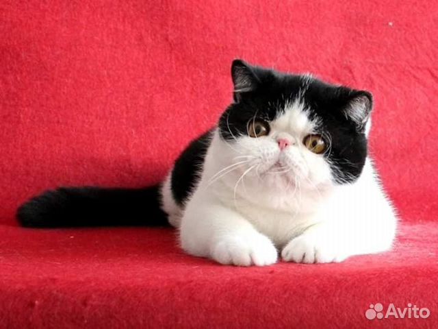 Экзотический мальчик (хомячок)