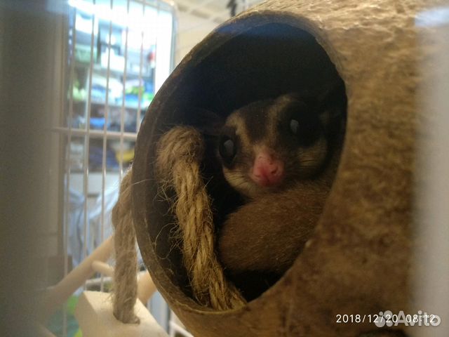 Сахарный поссум