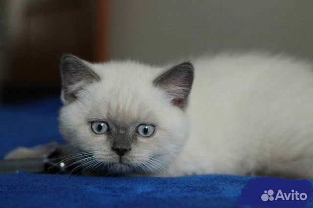 Шотландский плюшевый котёнок