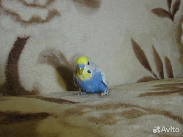 Птенцы волнистых попугаев