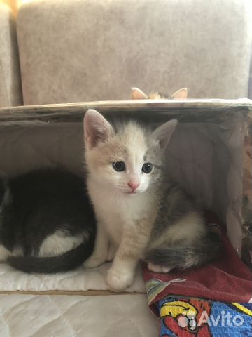 Котята бесплатно