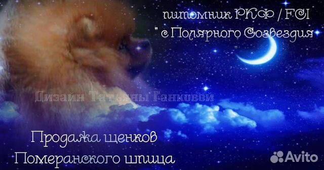Шпицедетки к Новому Году