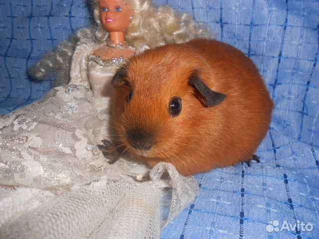 Очаровательная малышка девочка