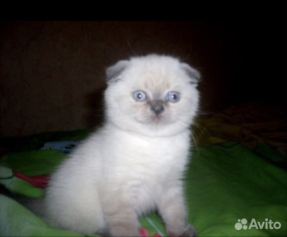 Шотландские котята