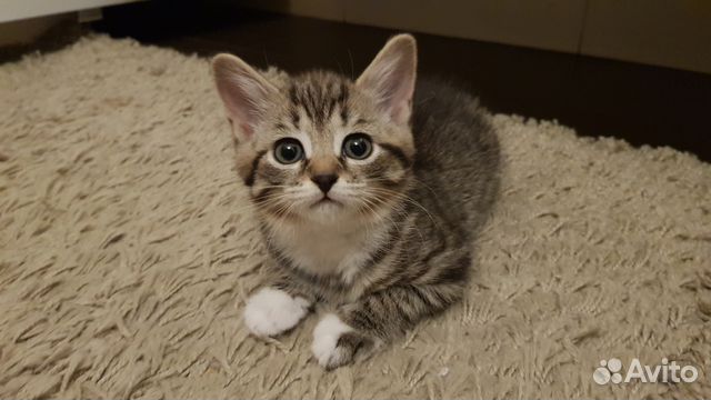 Котенок - лучший подарок к Новому году