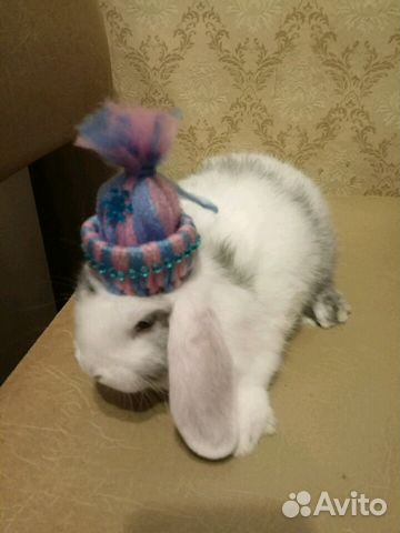 Подарок, крольчата, вислоухий баран