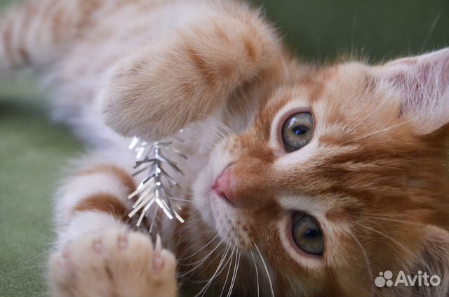 Отдам бесплатно в добрые руки рыжего котенка