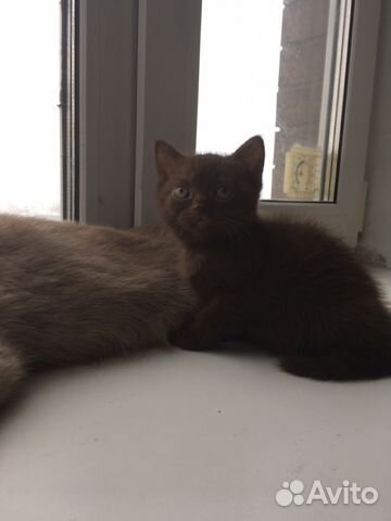 Британский котёнок девочка шоколадная