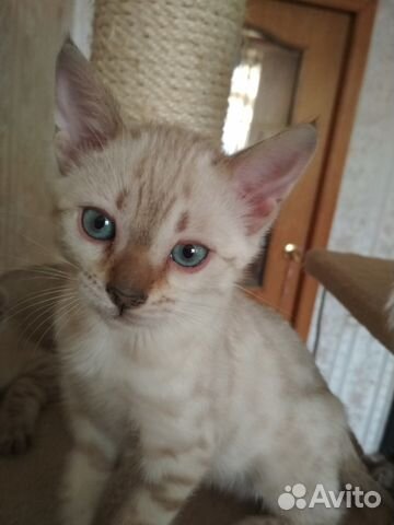 Бенгалы - снежные барсы