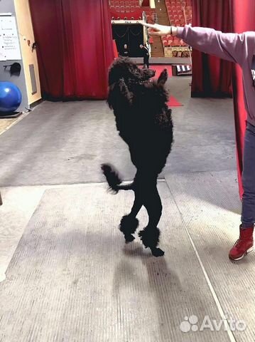 Отдадим большого пуделя