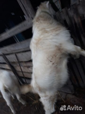 Козы.Козлик породы Ламанч 10 месяцев