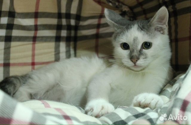 Нежный котёнок в самые добрые руки