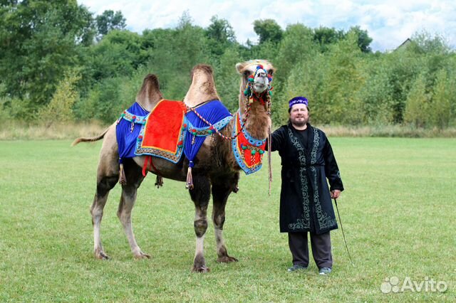 Верблюд дрессированный