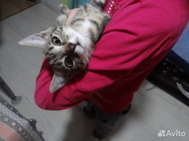 Отдам котенка Американской гладкошерстной