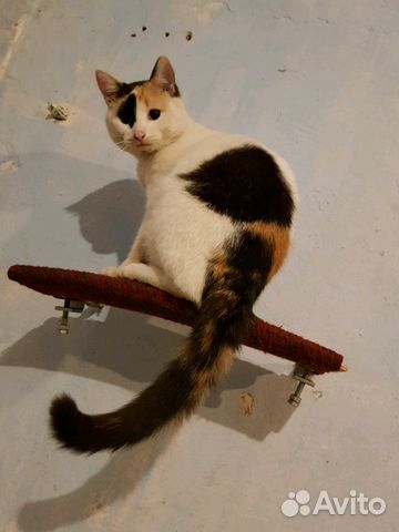 Котенок трехцветка девочка Машенька 6мес привита